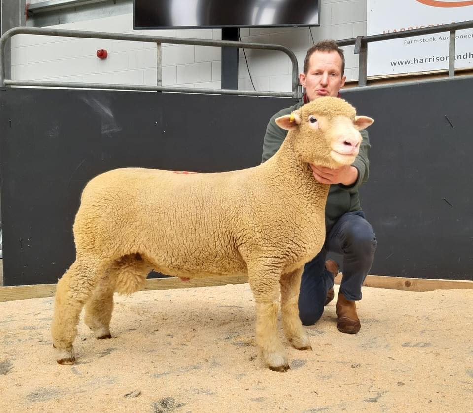 Upcoming Events – DORSET HORN AND POLL SHEEP