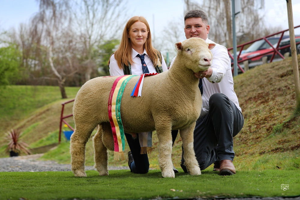 Dorset Horn and Poll Dorset Sheep Breeder's Association – DORSET HORN ...