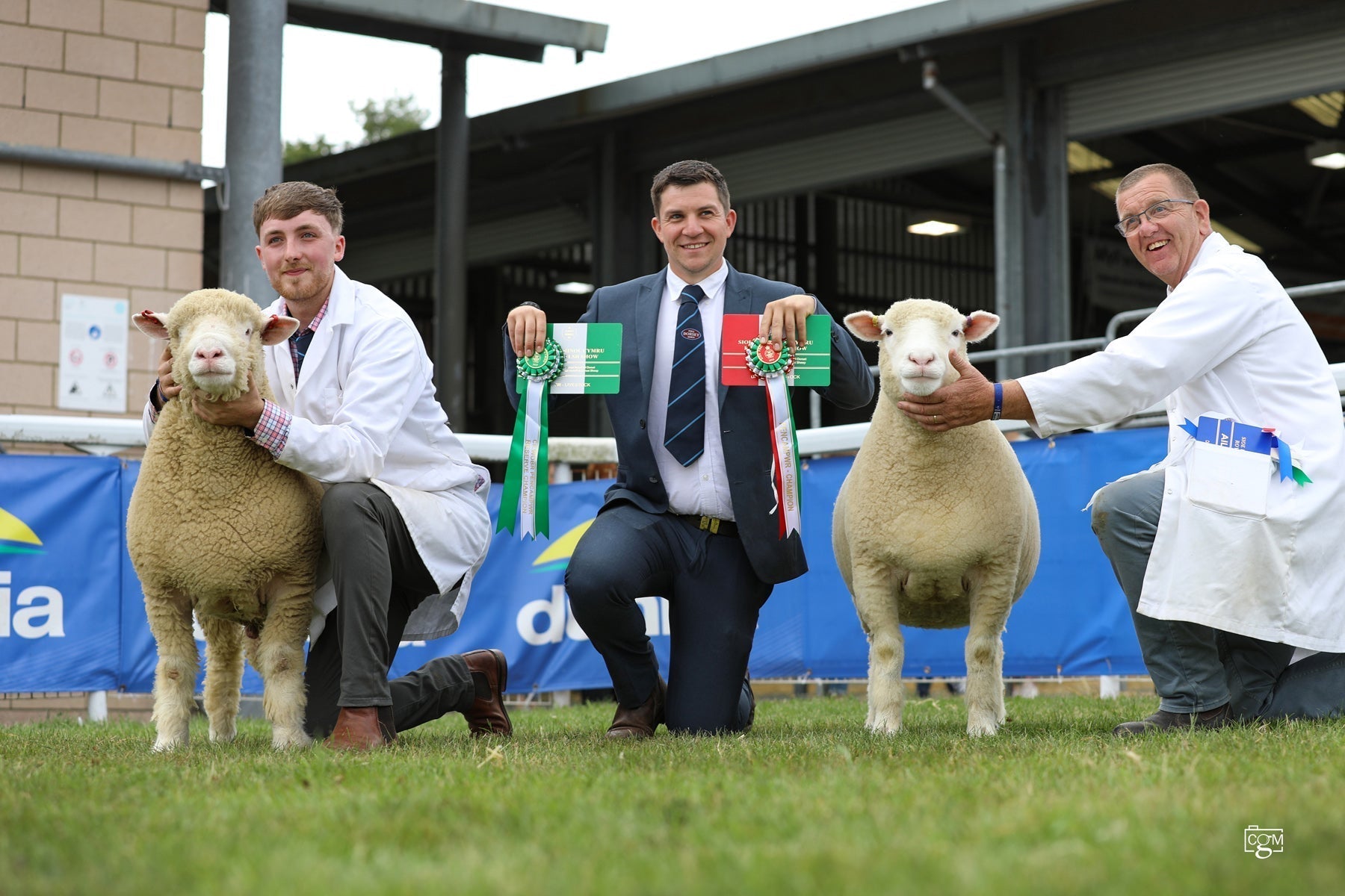 Royal Welsh Show 2025 – DORSET HORN AND POLL SHEEP