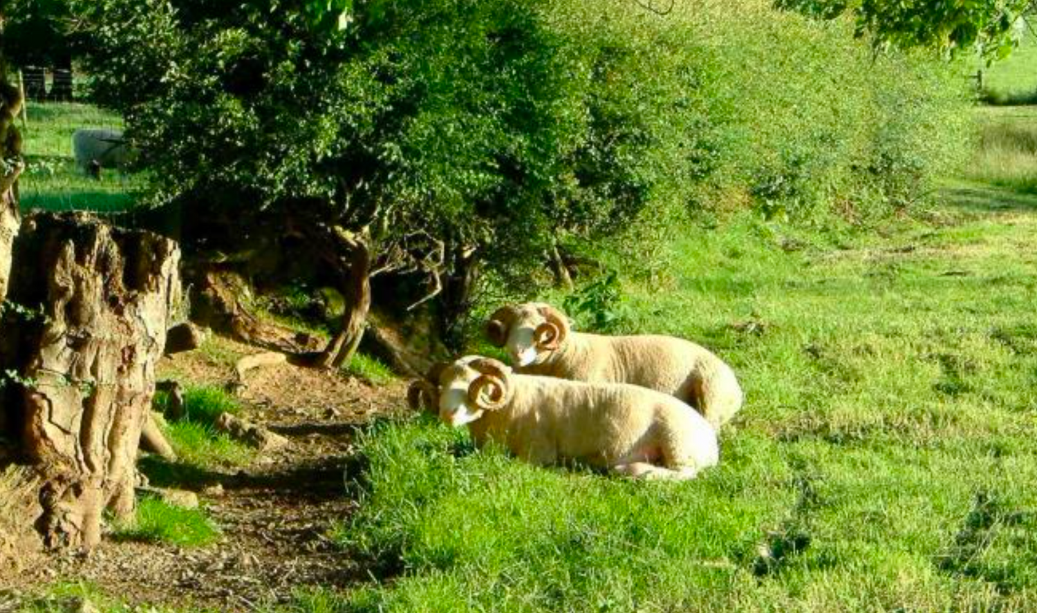 The Breed – Page 2 – DORSET HORN AND POLL SHEEP