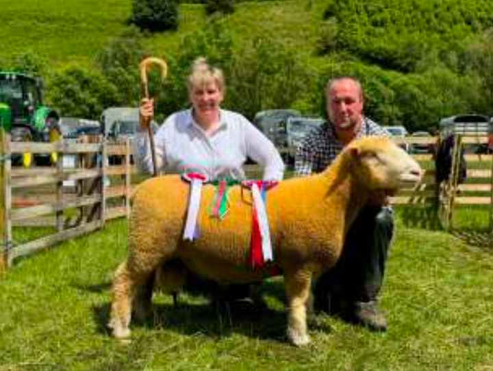 Results – DORSET HORN AND POLL SHEEP
