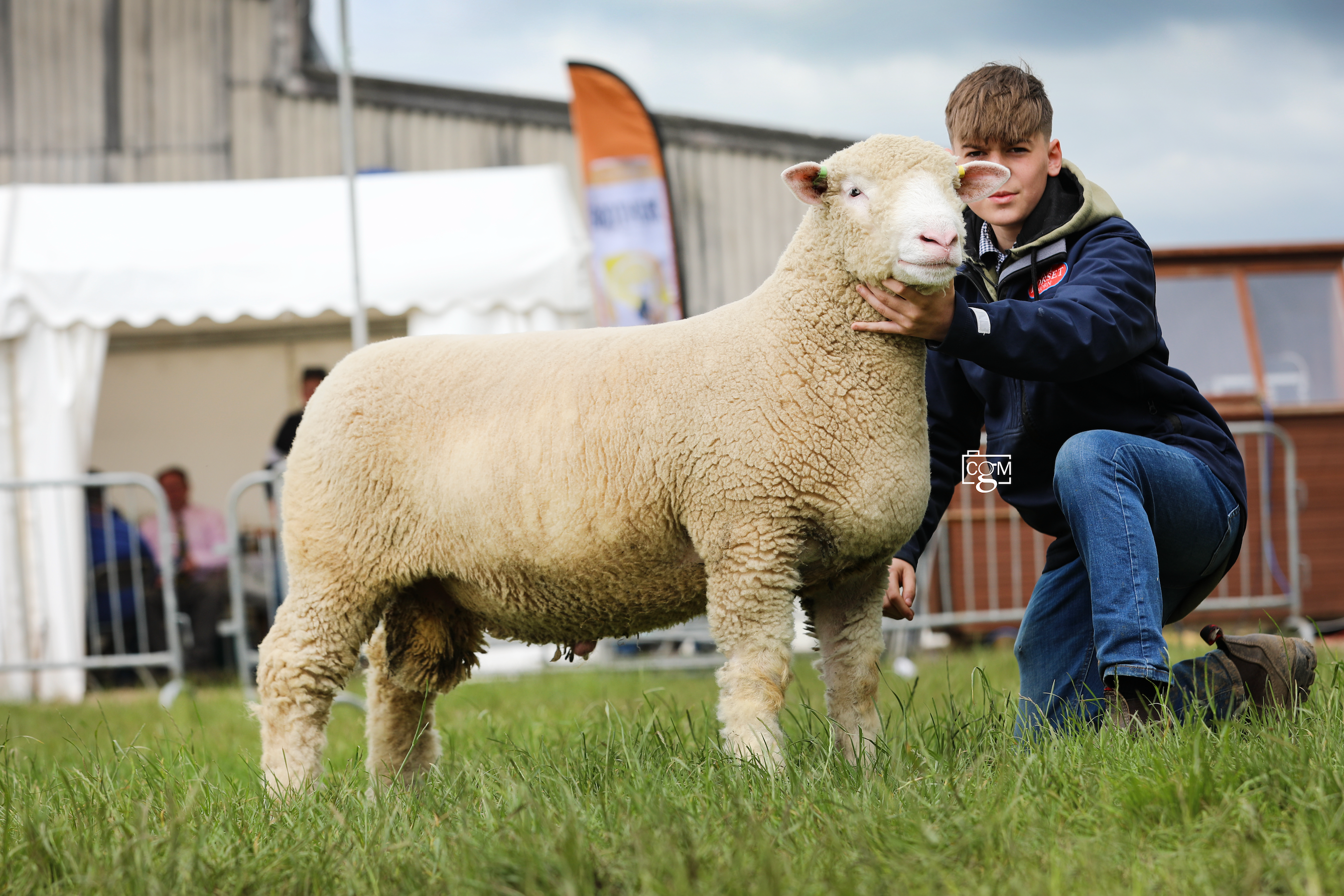 Bath & West 2024 – DORSET HORN AND POLL SHEEP
