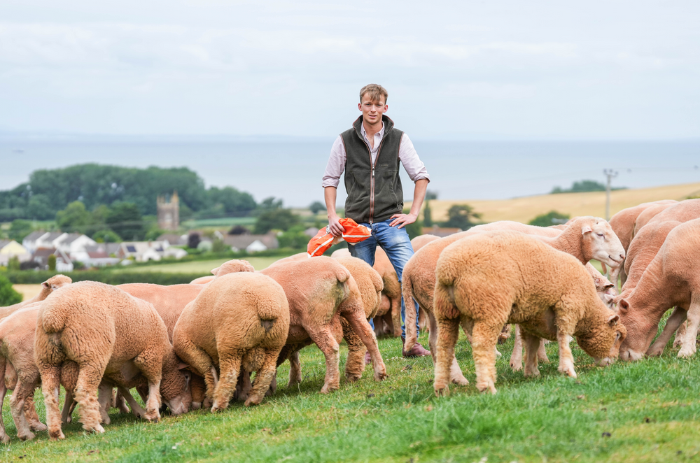 Dorset Horn and Poll Dorset Sheep Breeder's Association – DORSET HORN ...