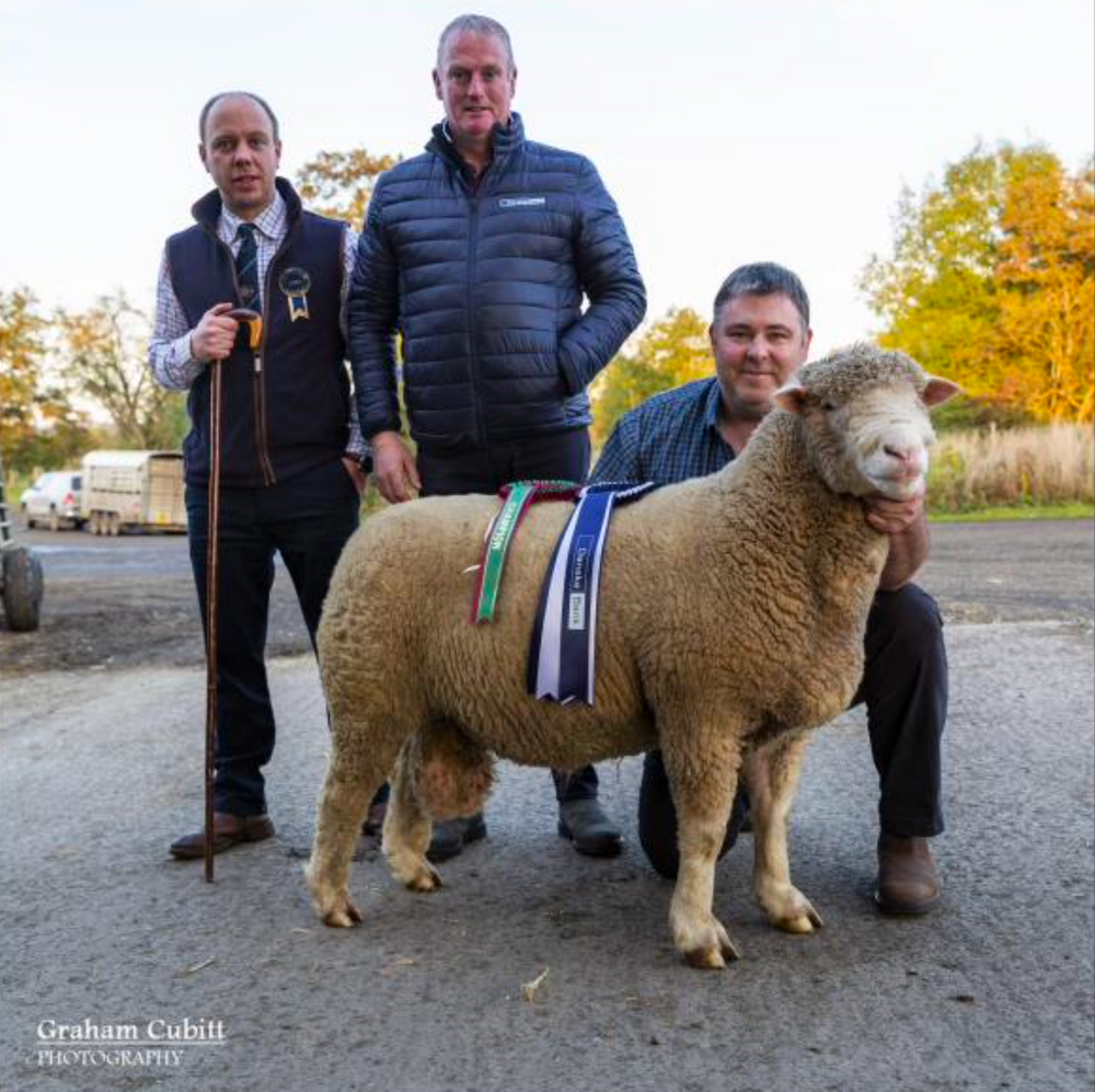 Dorset Horn and Poll Dorset Sheep Breeder's Association – DORSET HORN ...