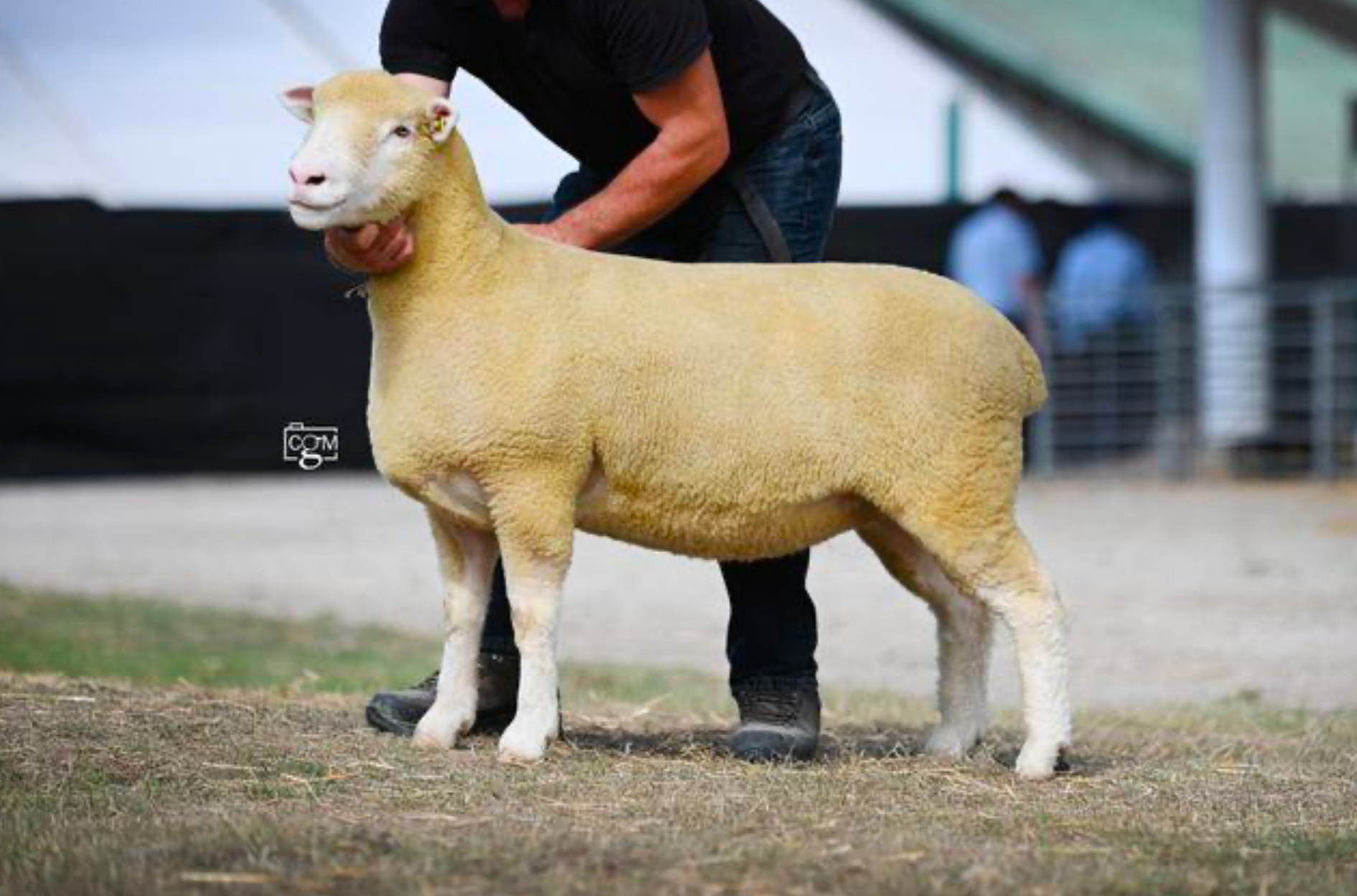 Great Yorkshire Show Results – DORSET HORN AND POLL SHEEP