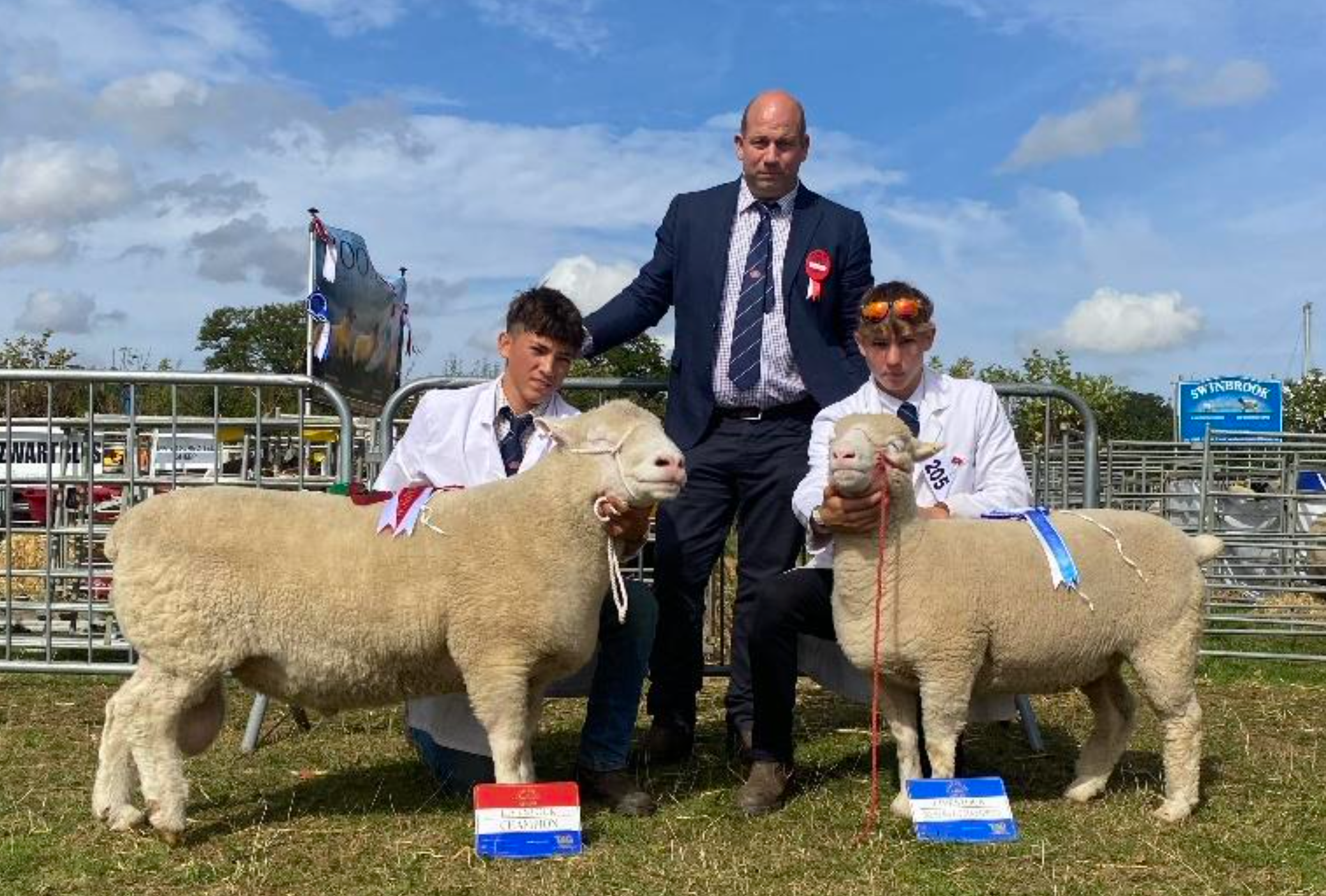 Moreton in Marsh Show 2025 – DORSET HORN AND POLL SHEEP