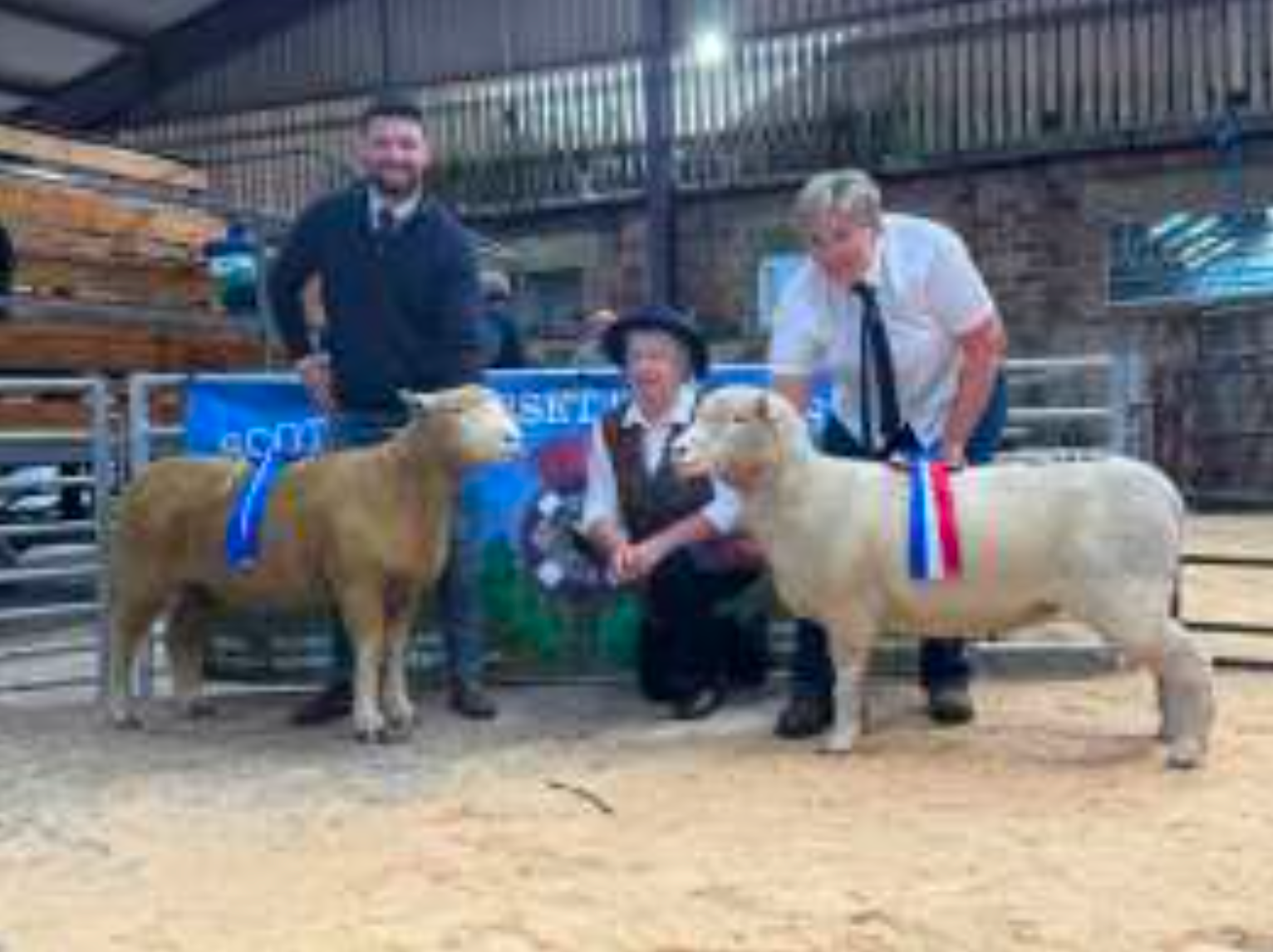 Lockerbie Show results – DORSET HORN AND POLL SHEEP
