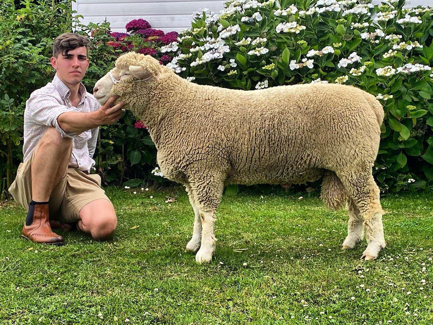 Dorset Horn and Poll Dorset Sheep Breeder's Association – DORSET HORN ...