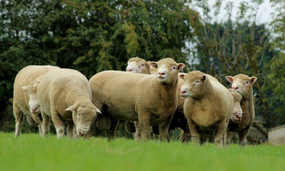 Dorset Horn and Poll Dorset Sheep Breeder's Association – DORSET HORN ...