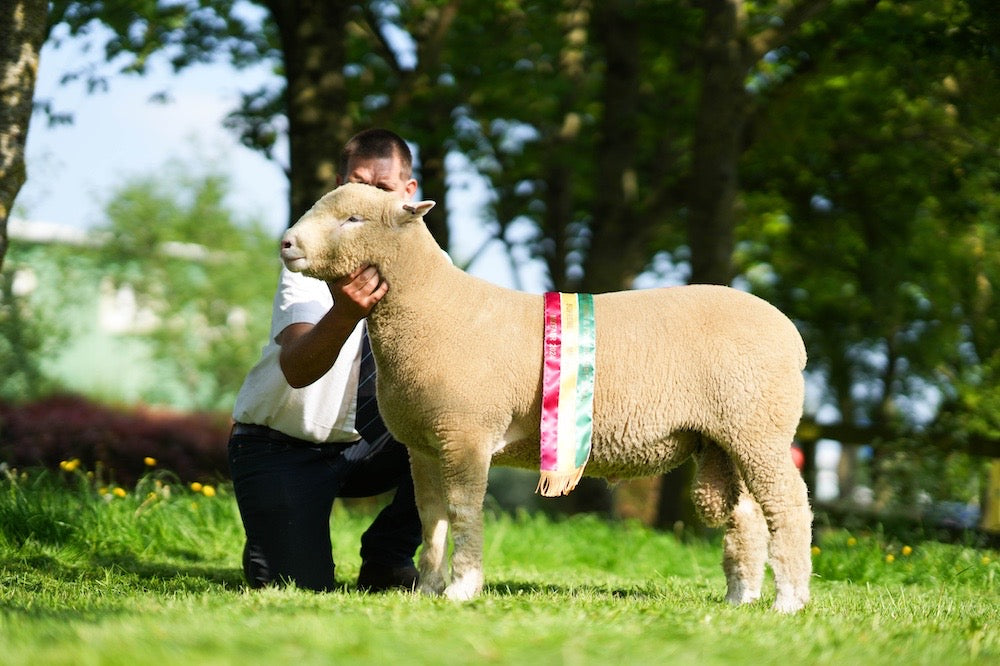 Dorset Horn and Poll Dorset Sheep Breeder's Association – DORSET HORN ...