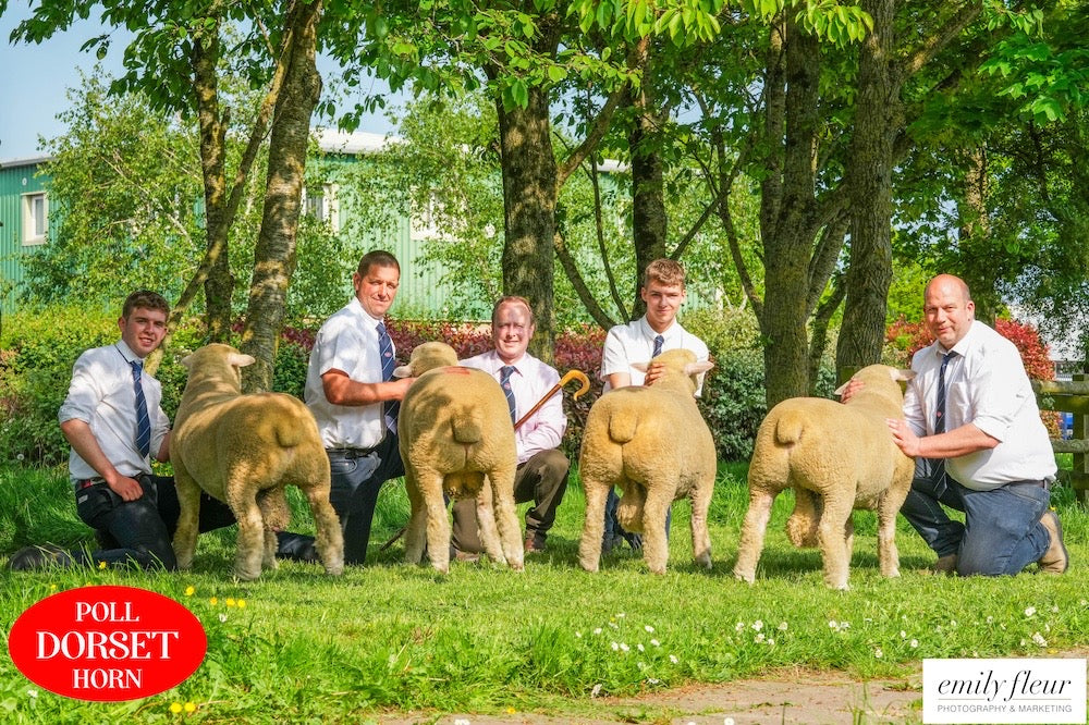 Dorset Horn and Poll Dorset Sheep Breeder's Association – DORSET HORN ...