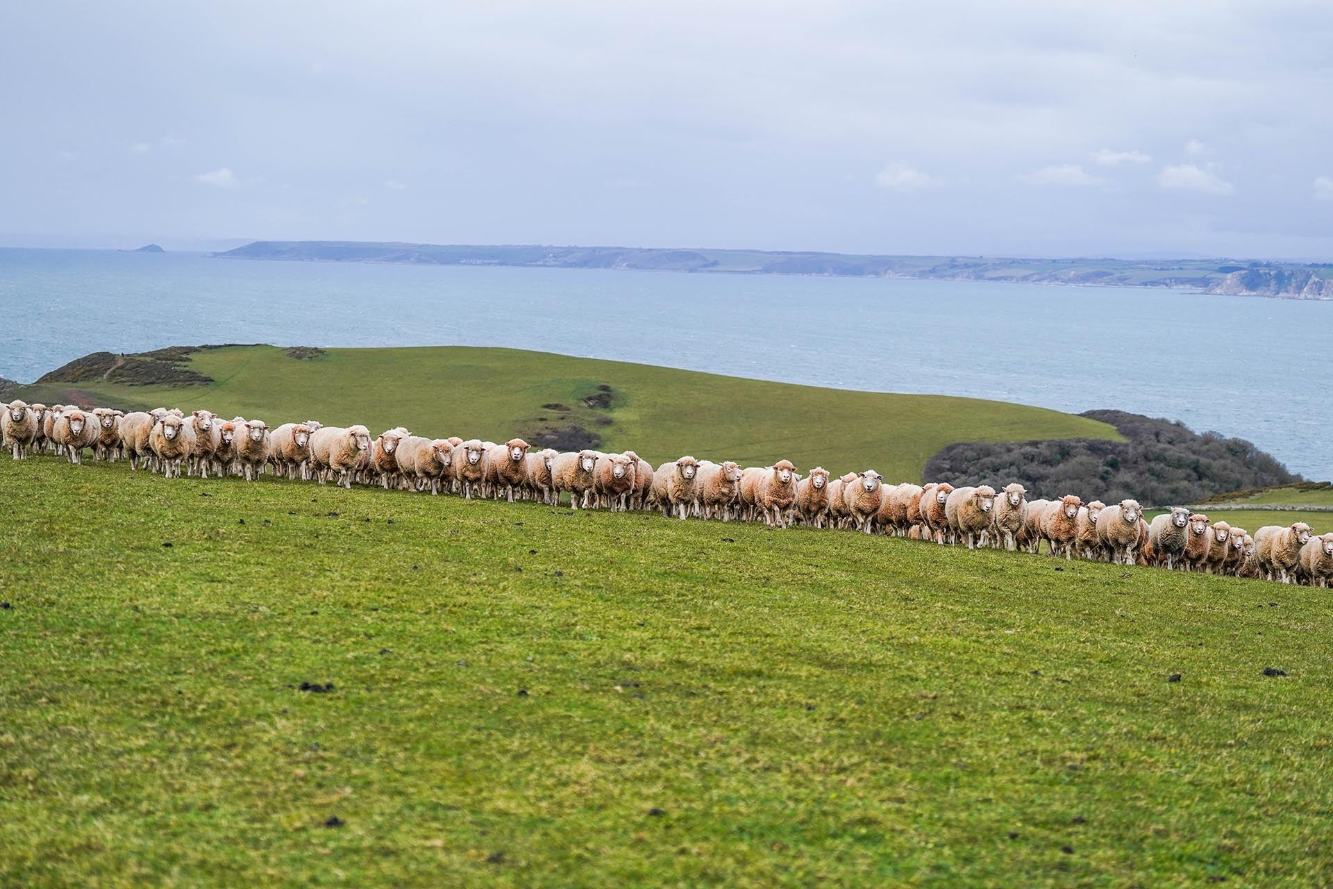 Dorset Horn and Poll Dorset Sheep Breeder's Association – DORSET HORN ...