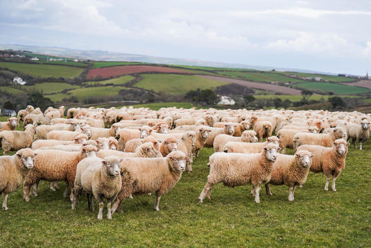 Dorset Horn and Poll Dorset Sheep Breeder's Association – DORSET HORN ...