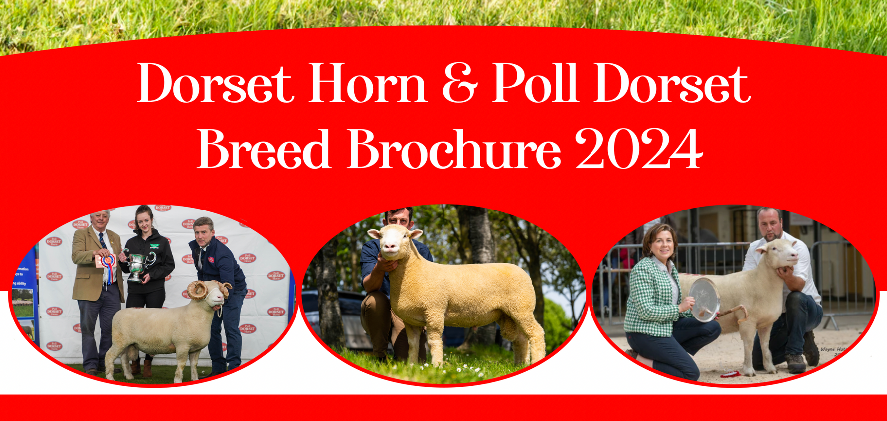 Dorset Horn and Poll Dorset Sheep Breeder's Association – DORSET HORN ...